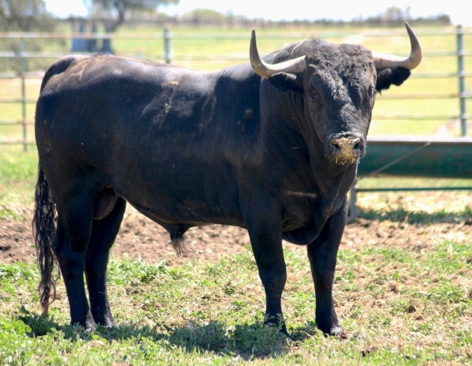 Por el piton derecho